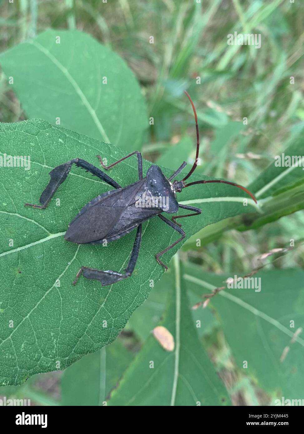 Spine-headed Bugs (Acanthocephala Stock Photo - Alamy