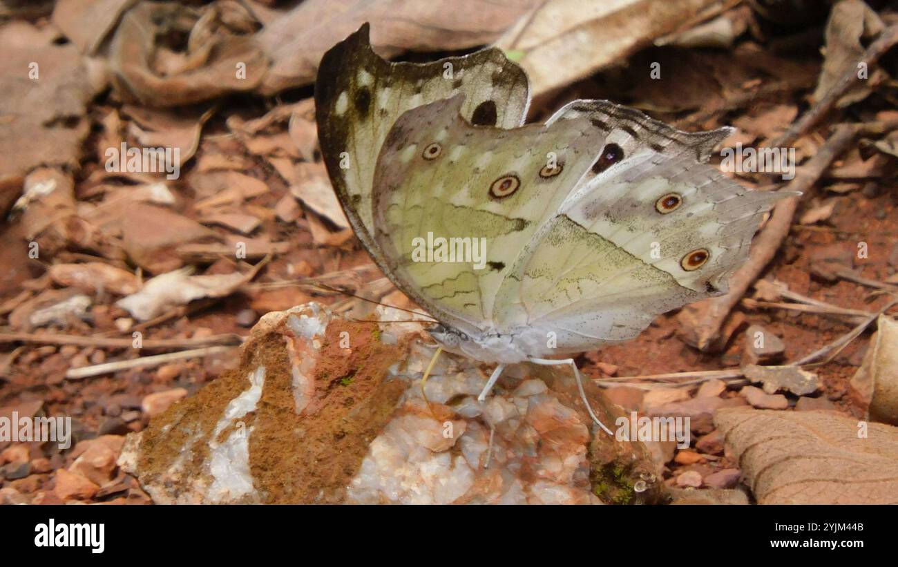 Common Mother-of-Pearl (Protogoniomorpha parhassus Stock Photo - Alamy