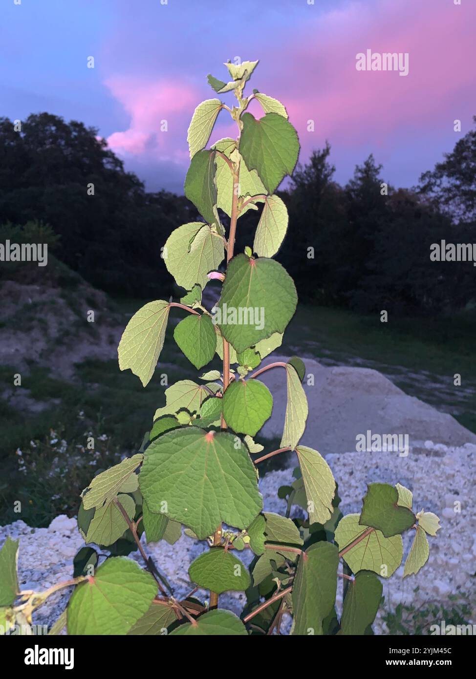 Caesar weed (Urena lobata Stock Photo - Alamy