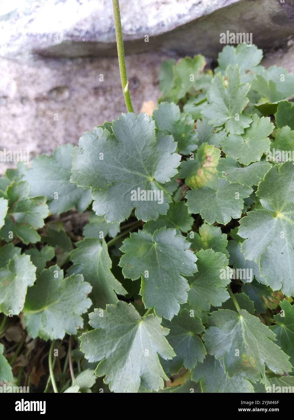 roundleaf alumroot (Heuchera cylindrica Stock Photo - Alamy