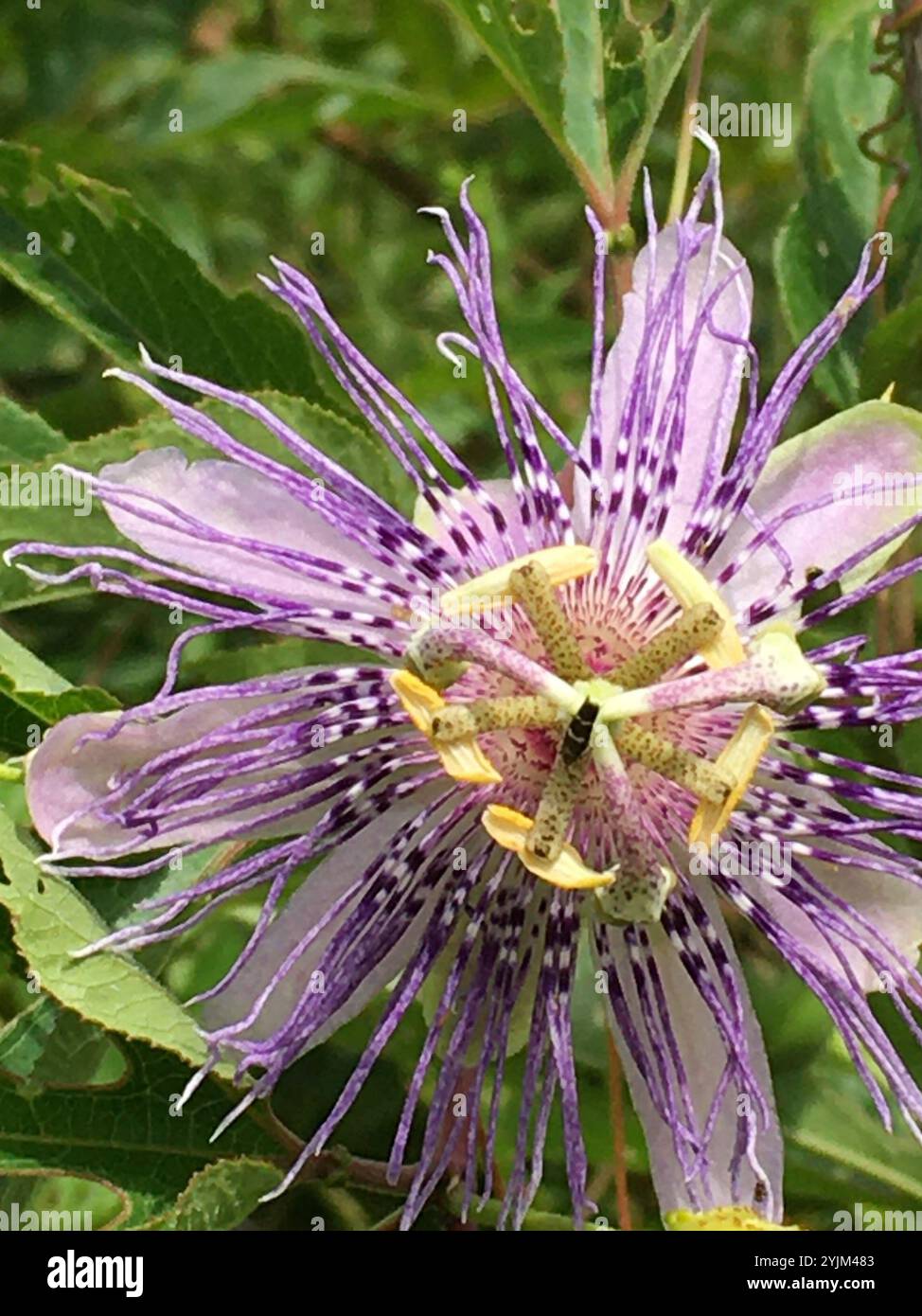 purple passionflower (Passiflora incarnata Stock Photo - Alamy