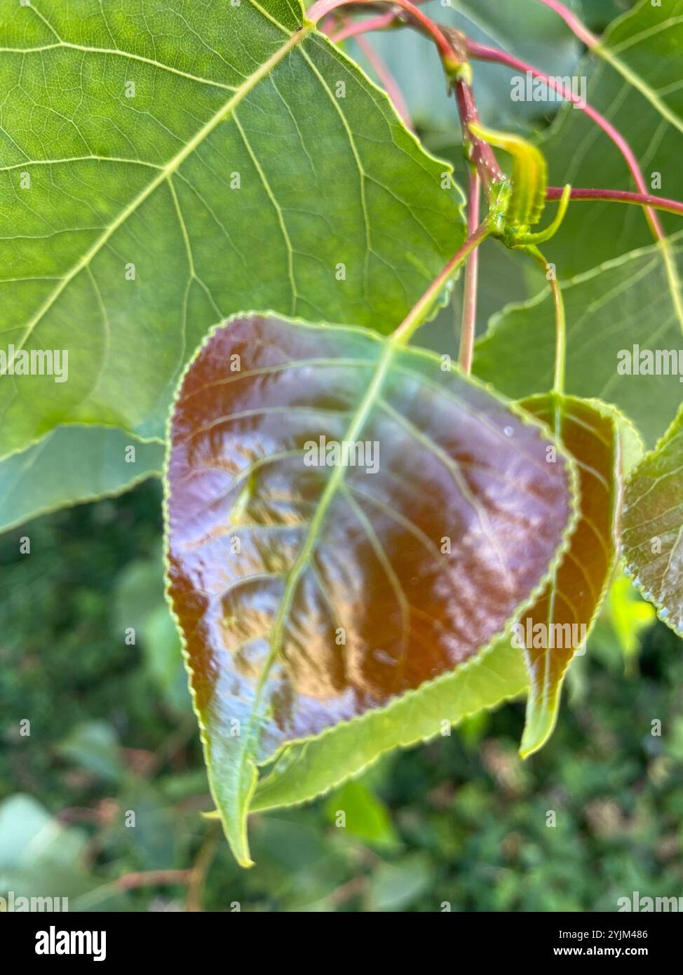 Hybrid Black-poplar (Populus × canadensis Stock Photo - Alamy