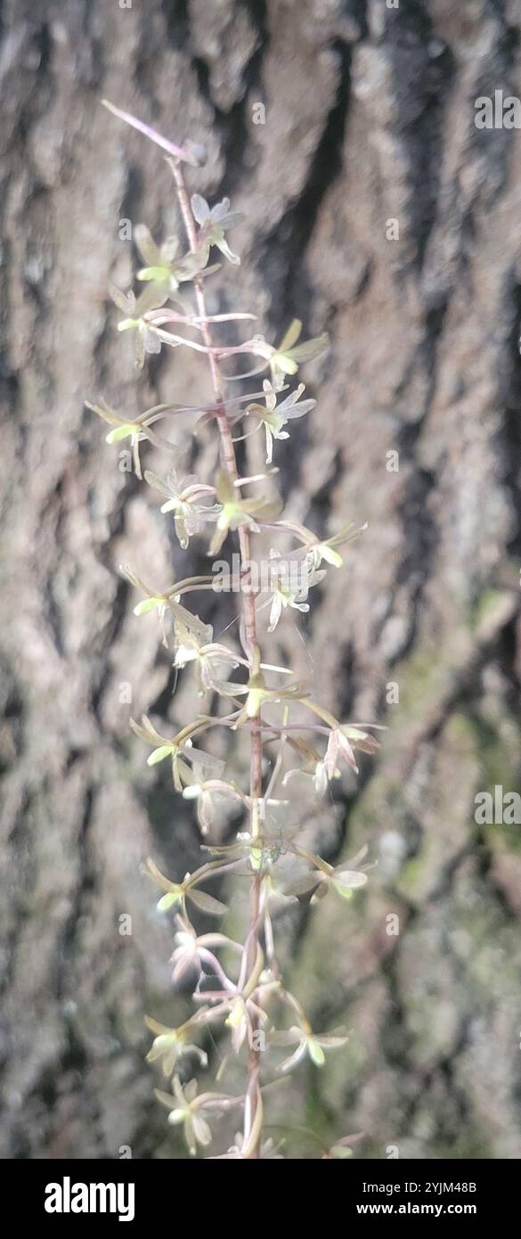 crane-fly orchid (Tipularia discolor Stock Photo - Alamy