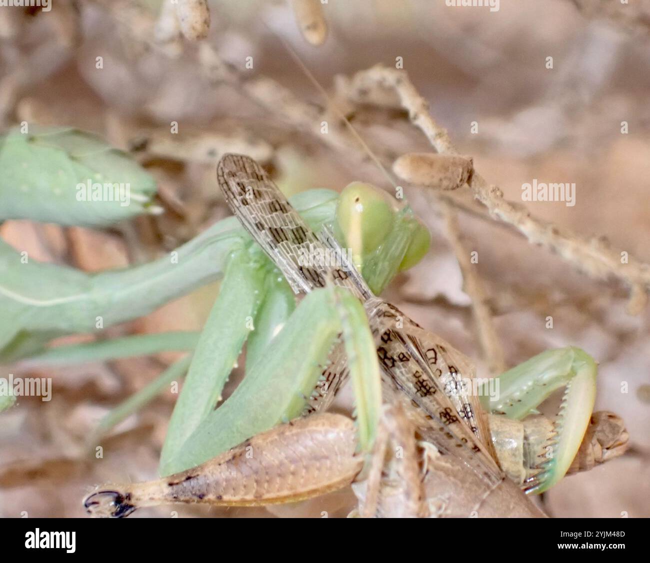 Giant African Mantis (Sphodromantis viridis Stock Photo - Alamy