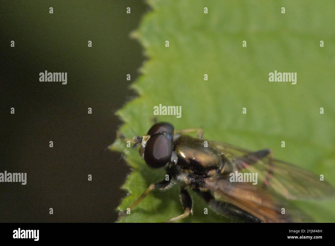 Leafwalkers and Forest Flies (Xylota Stock Photo - Alamy