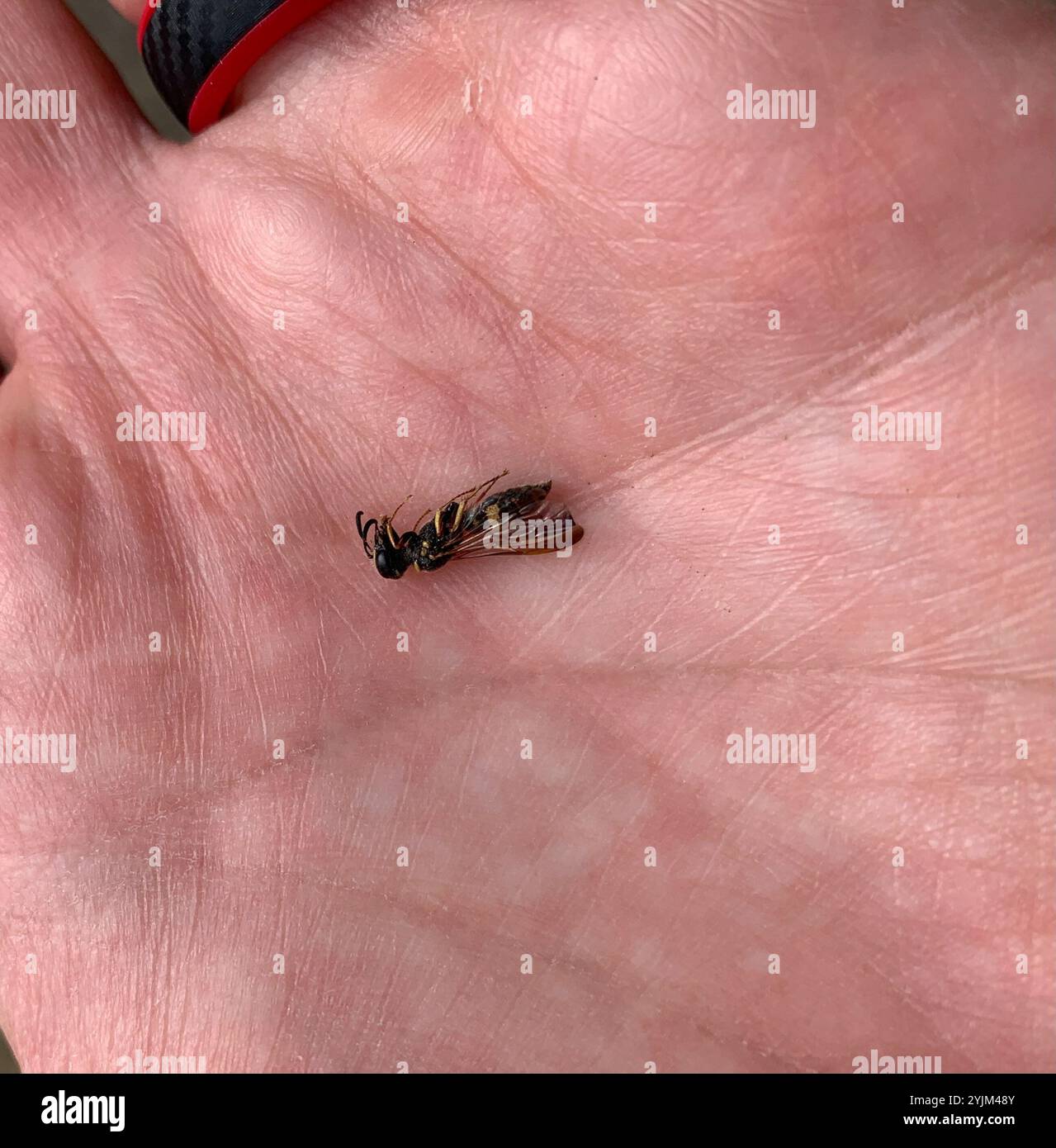 Hump-backed Beewolf (Philanthus gibbosus Stock Photo - Alamy