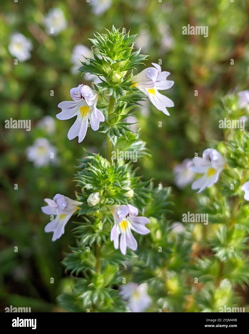 Common Eyebright (Euphrasia nemorosa Stock Photo - Alamy