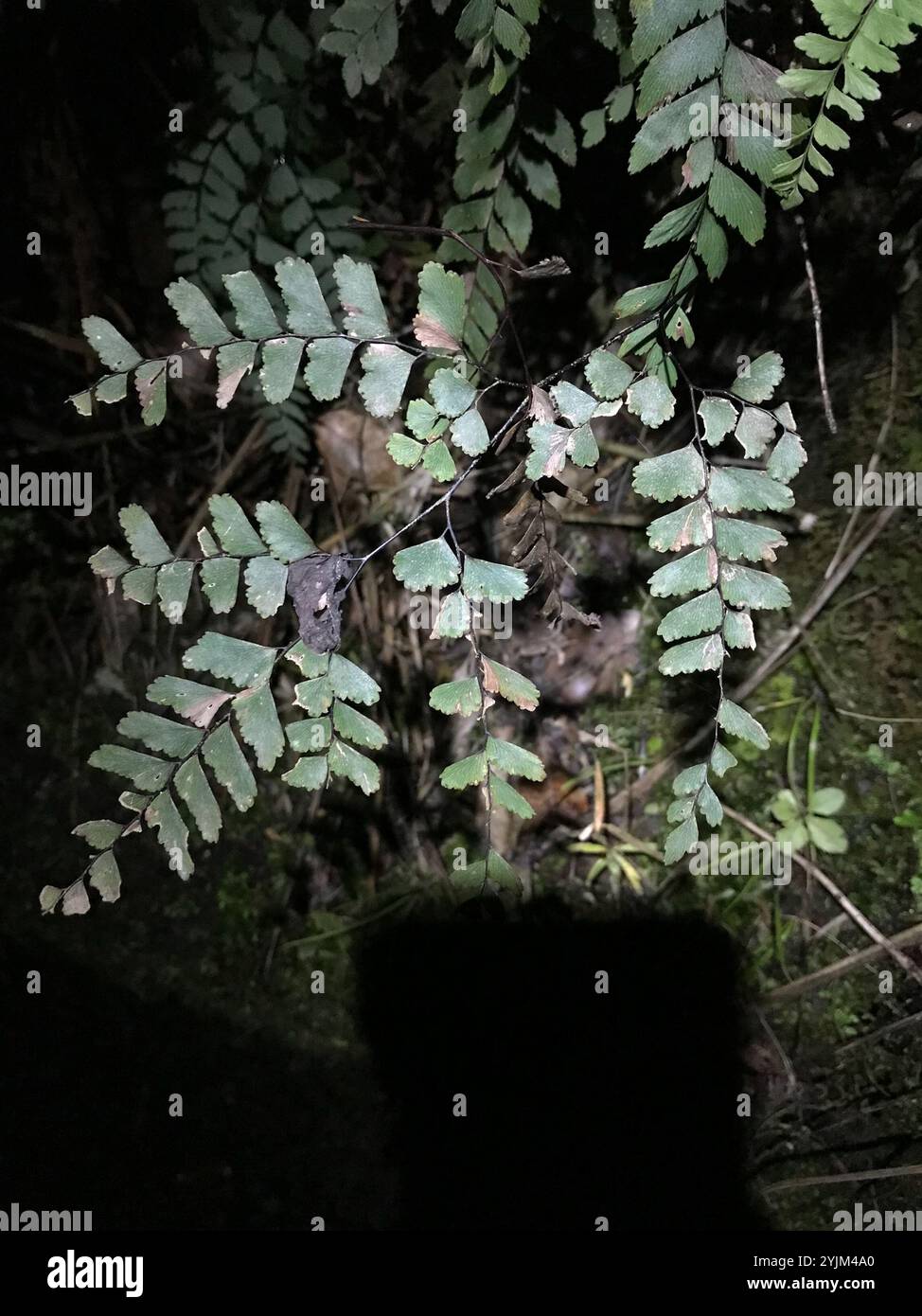 Cunningham's maidenhair (Adiantum cunninghamii Stock Photo - Alamy