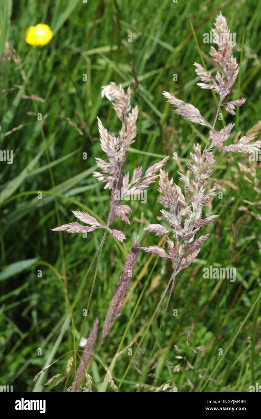 Yorkshire fog (Holcus lanatus Stock Photo - Alamy