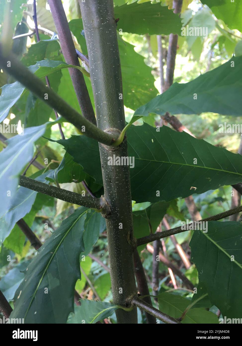 American chestnut (Castanea dentata Stock Photo - Alamy