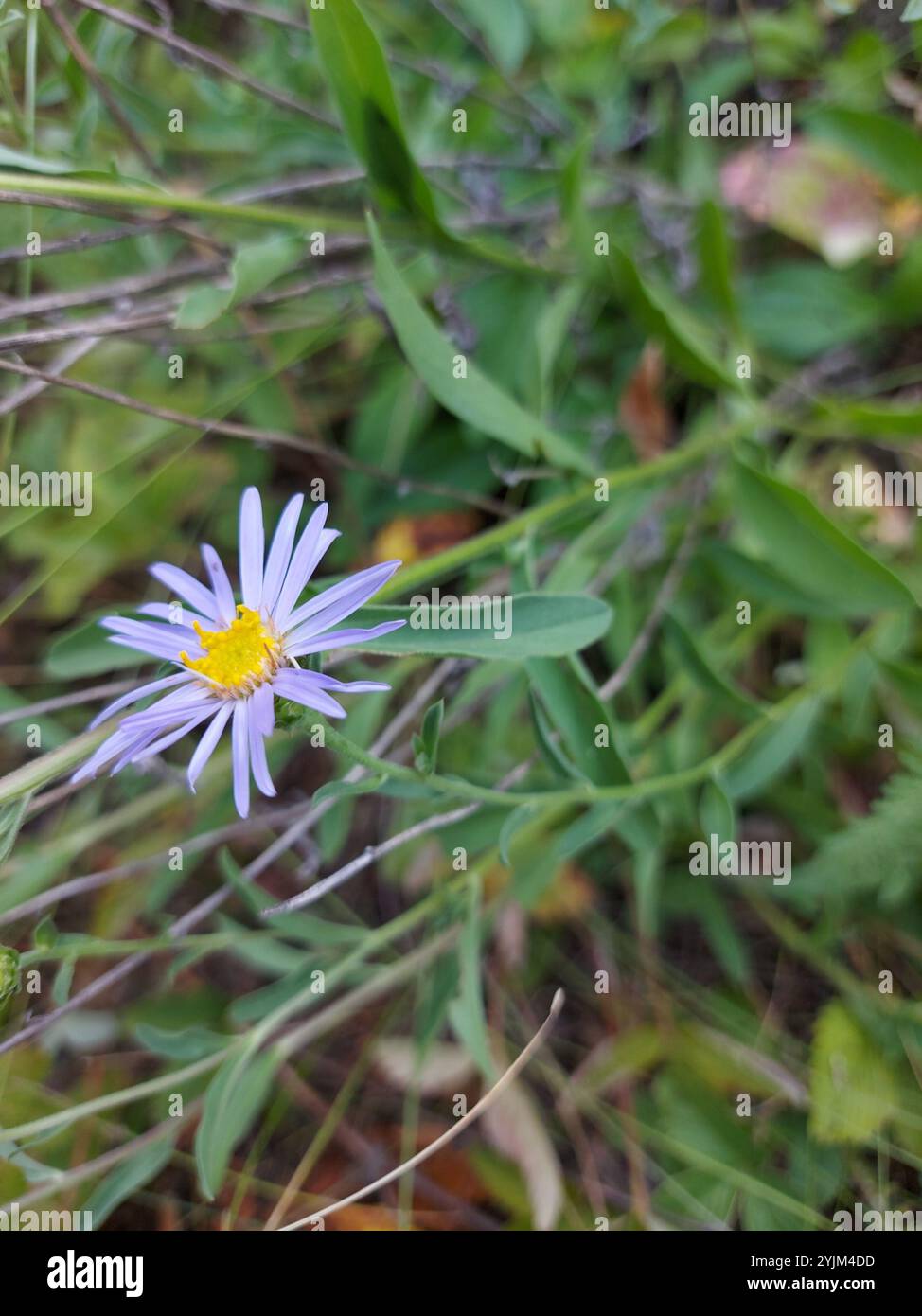 Italian Aster (Aster amellus Stock Photo - Alamy