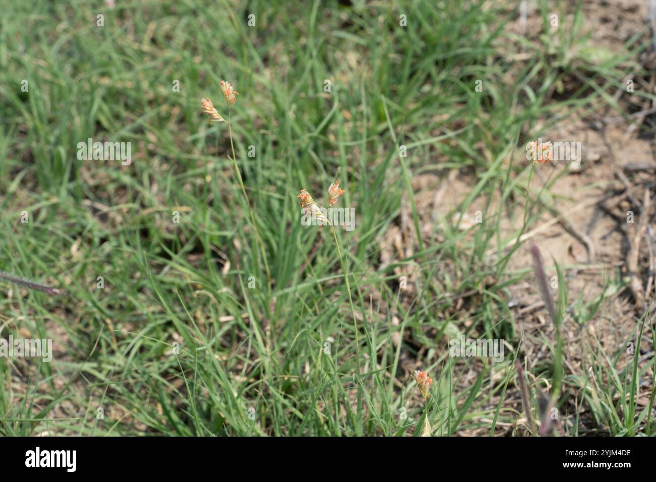 buffalograss (Bouteloua dactyloides Stock Photo - Alamy