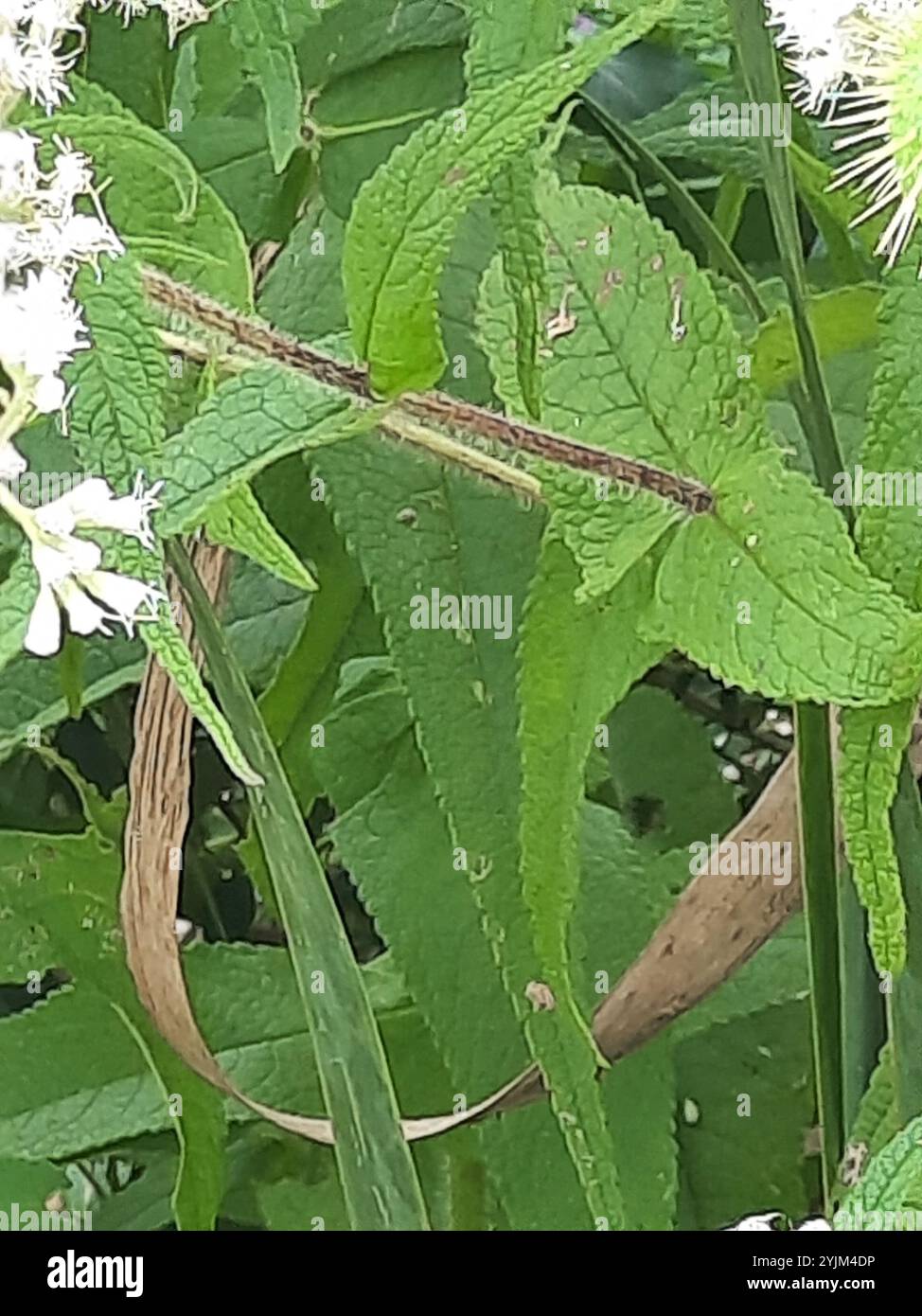 common boneset (Eupatorium perfoliatum Stock Photo - Alamy