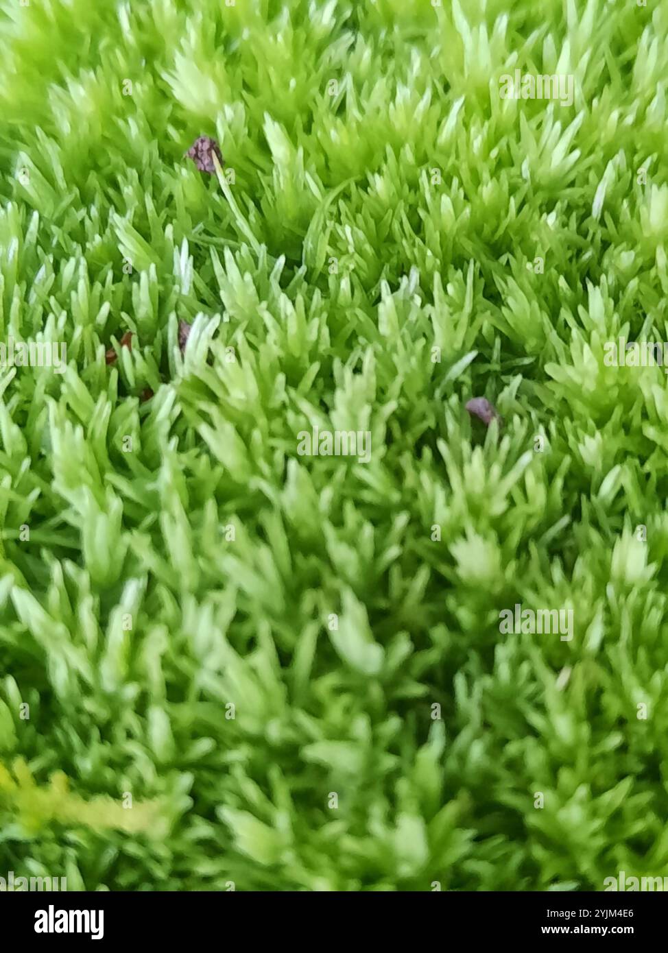 Pincushion Moss (Leucobryum glaucum Stock Photo - Alamy