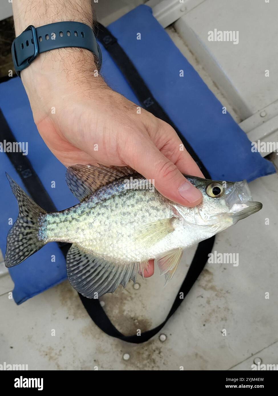 Black crappie hi-res stock photography and images - Alamy