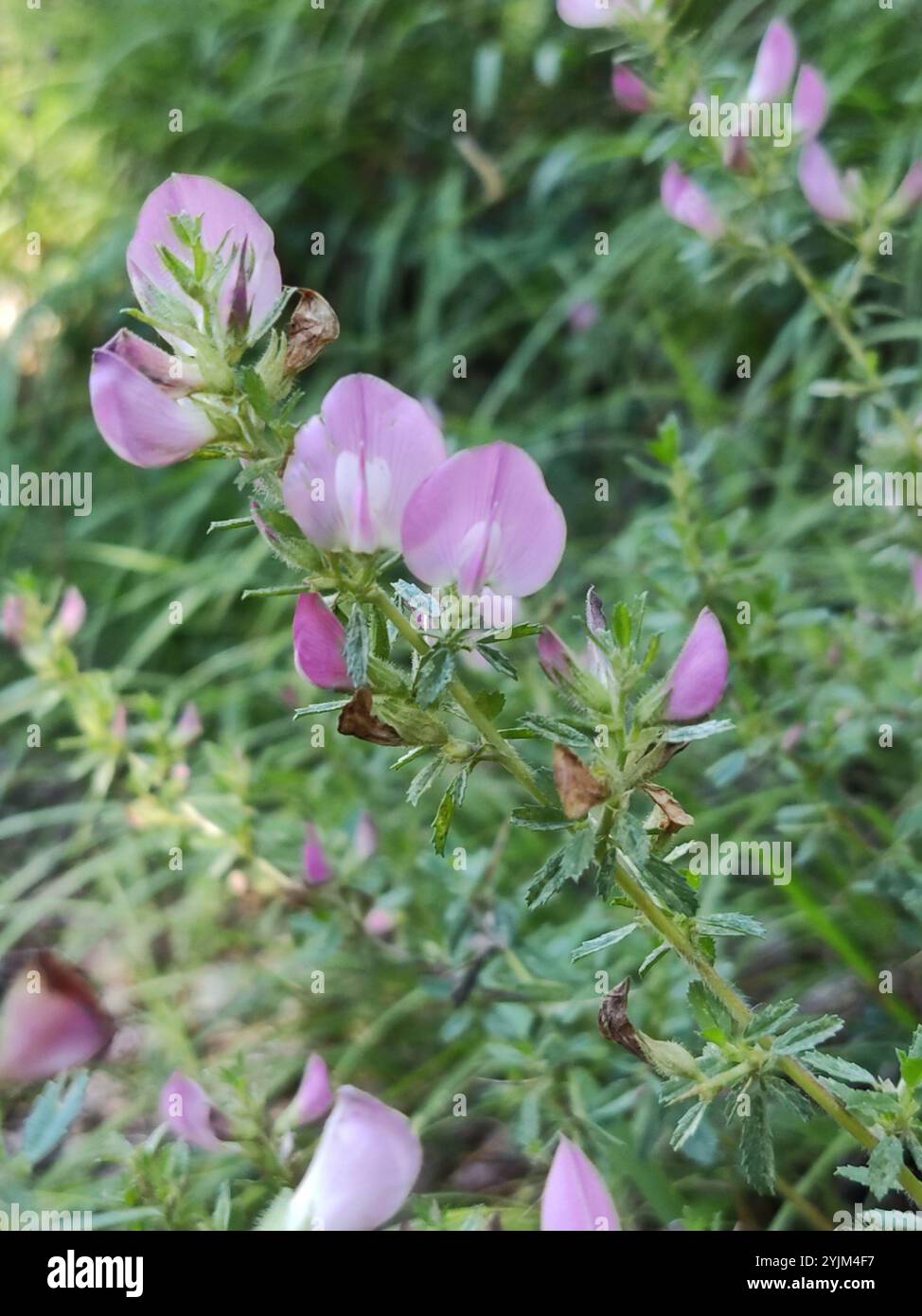 Spiny restharrow (Ononis spinosa Stock Photo - Alamy