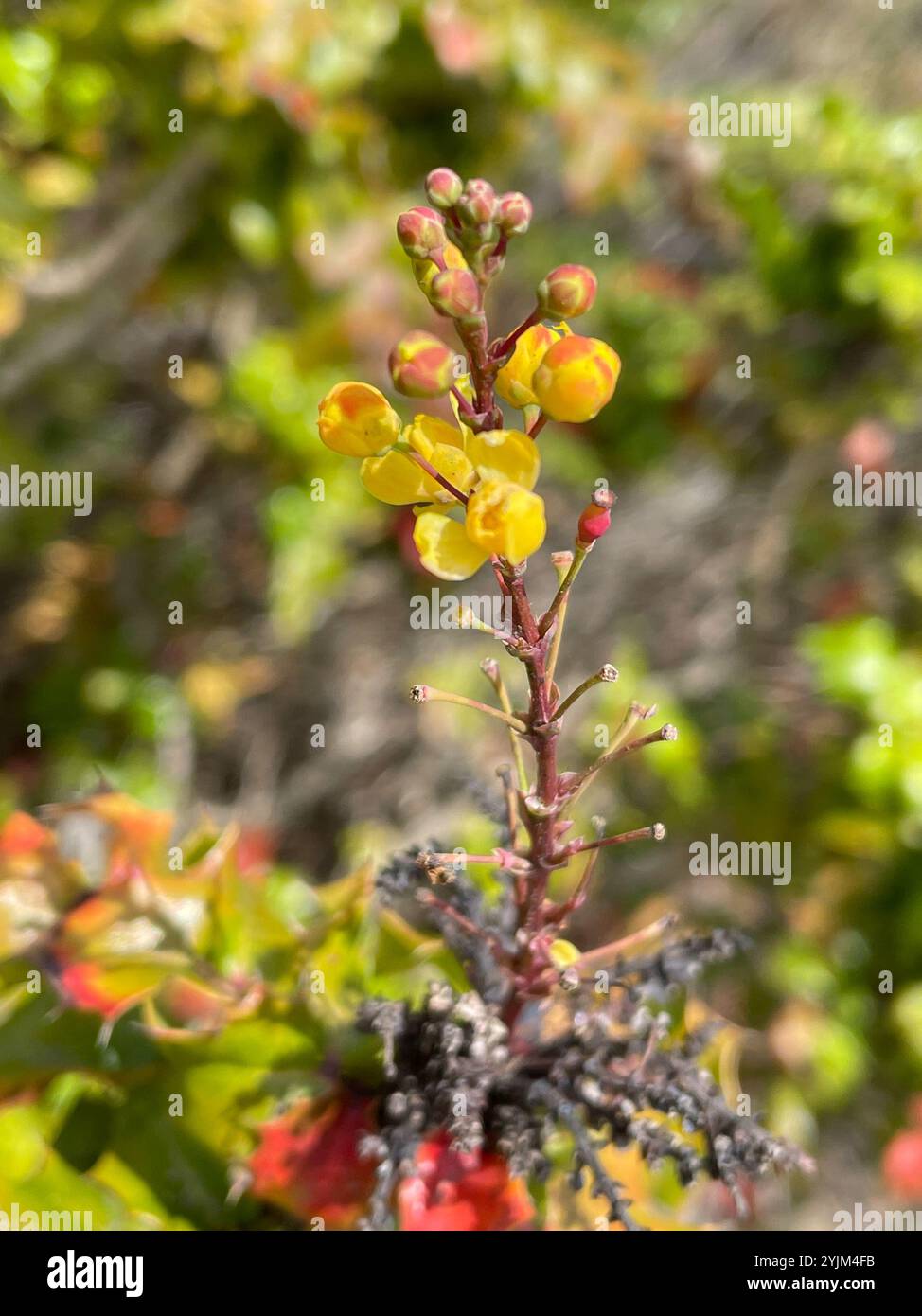 Berberis pinnata hi-res stock photography and images - Alamy