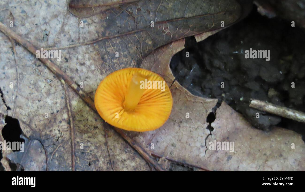 Orange mycena leaiana hi-res stock photography and images - Alamy