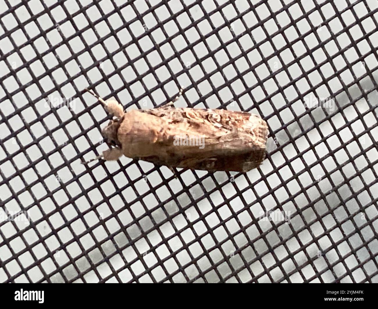Fall Armyworm Moth (Spodoptera frugiperda Stock Photo - Alamy