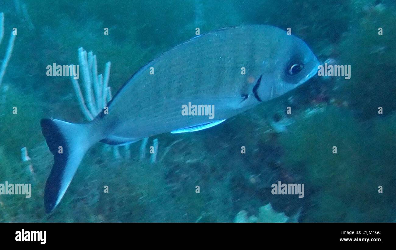 Sargo (Diplodus sargus Stock Photo - Alamy