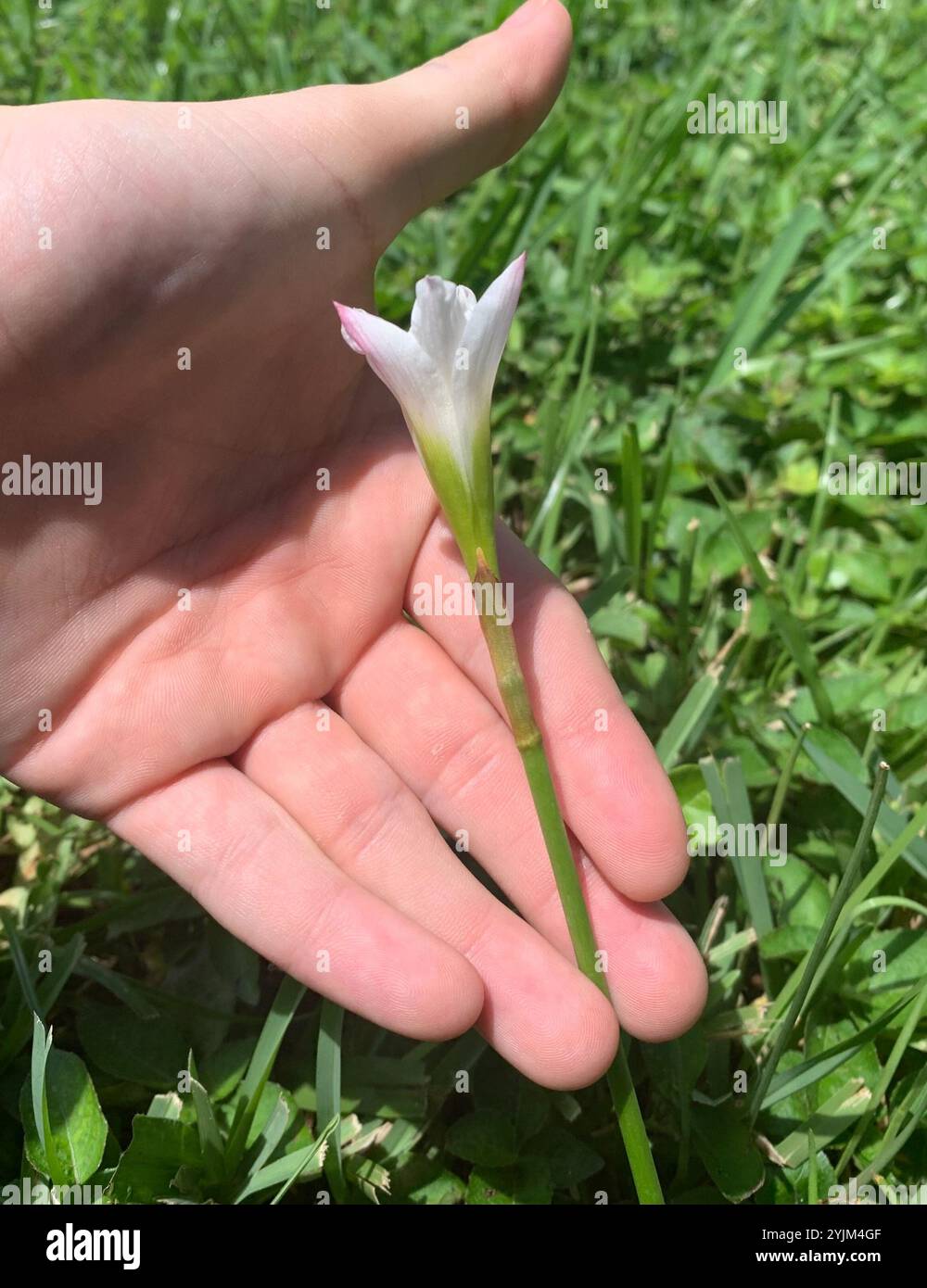 Simpson's zephyr lily (Zephyranthes simpsonii Stock Photo - Alamy