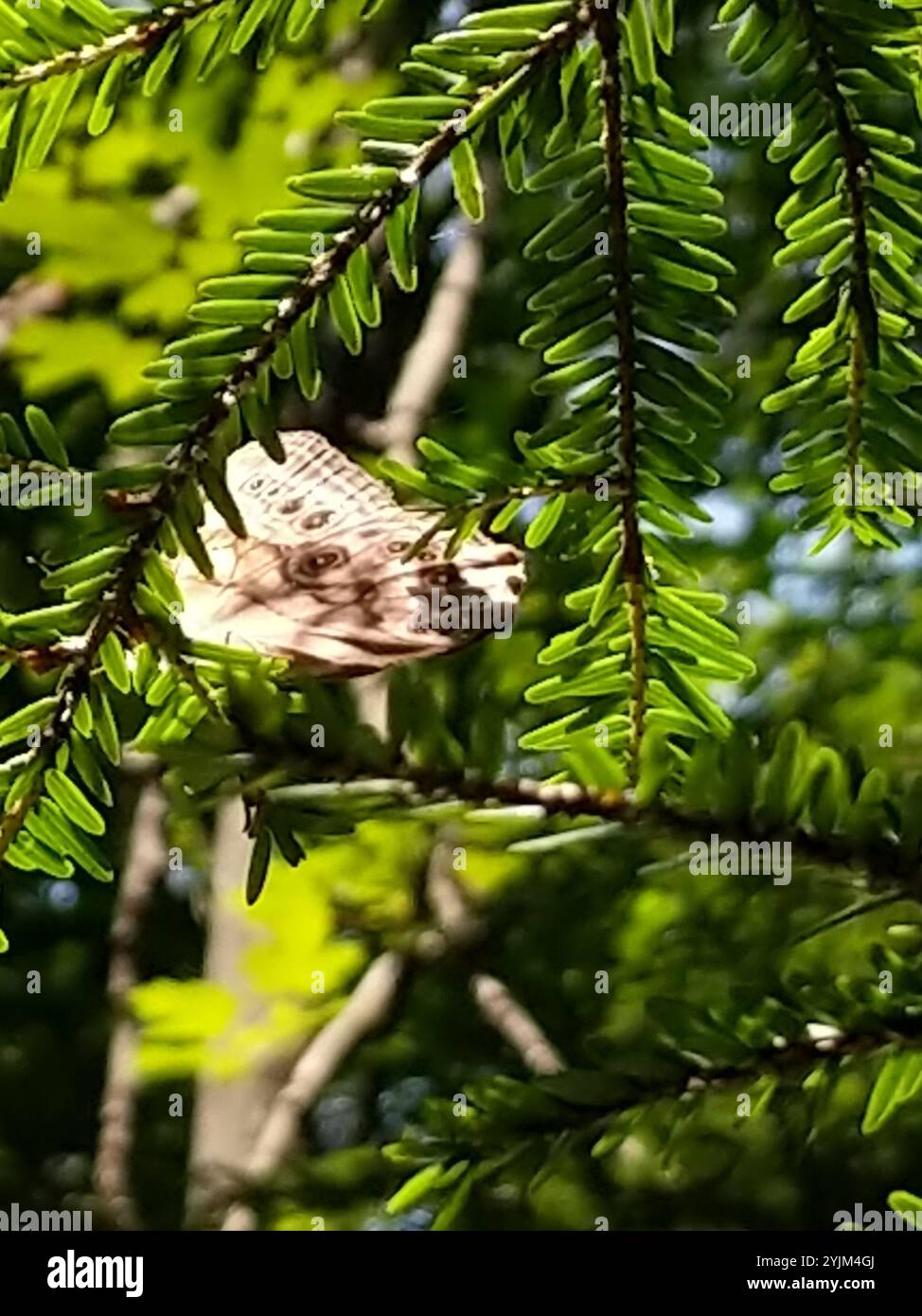 Northern Pearly-eye (Lethe anthedon Stock Photo - Alamy