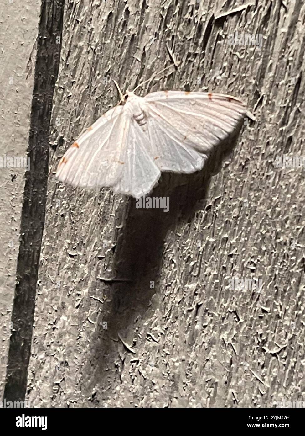 Lesser Maple Spanworm Moth (Macaria pustularia Stock Photo - Alamy