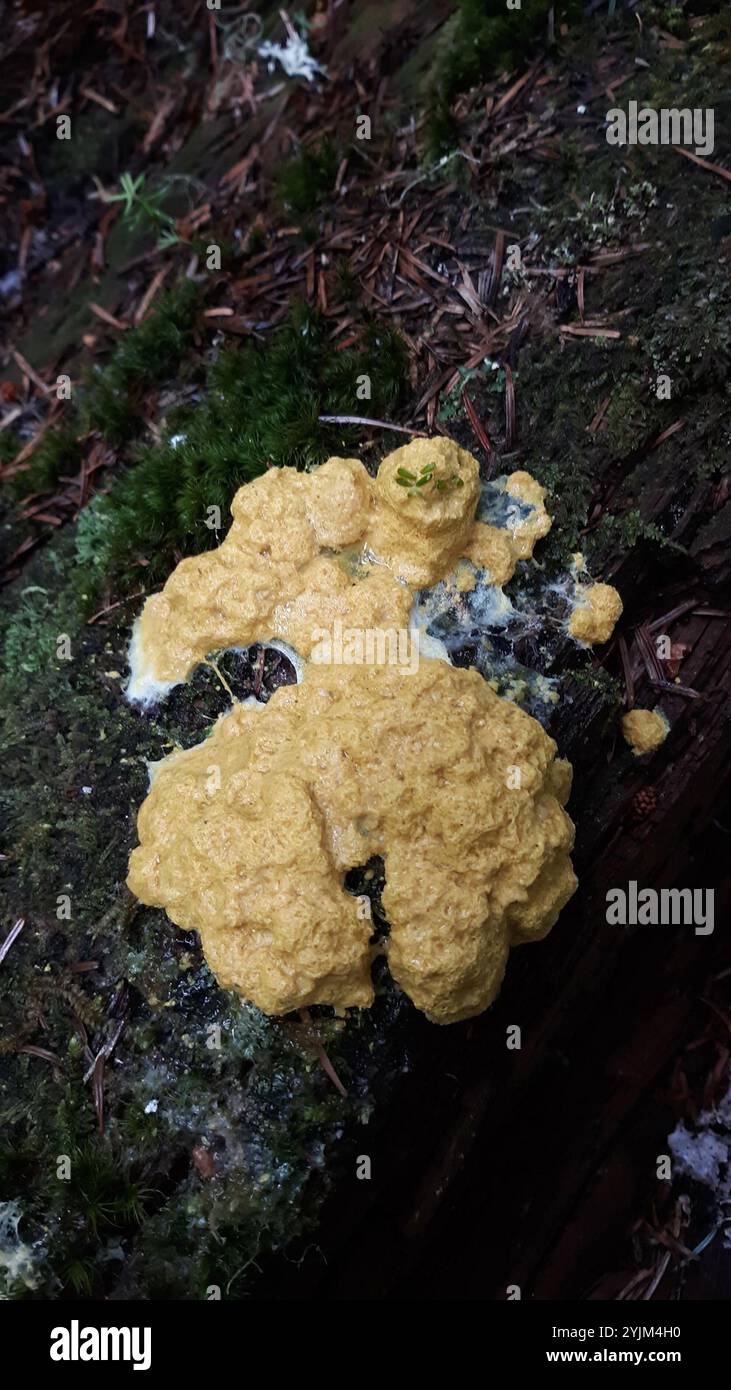 Dog Vomit Slime Mold (Fuligo septica Stock Photo - Alamy