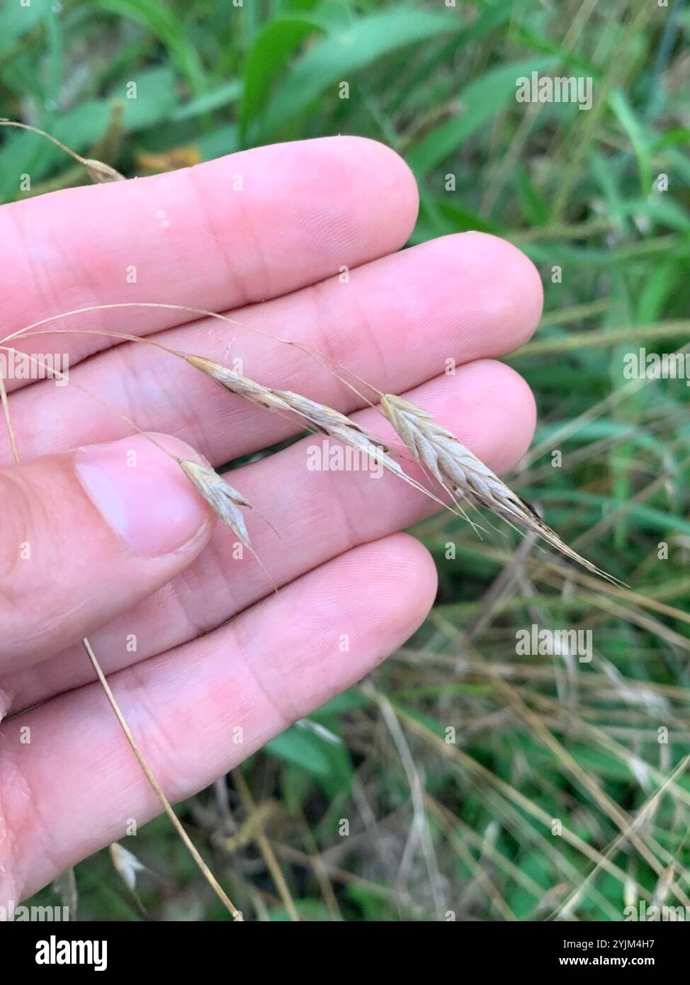 Japanese brome hi-res stock photography and images - Alamy