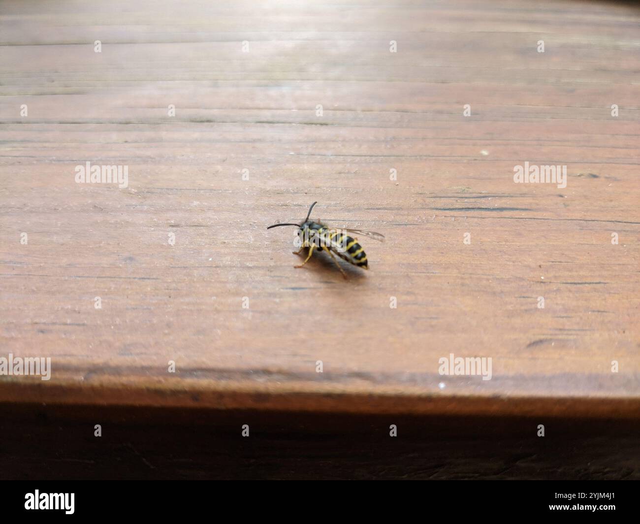 Downy Yellowjacket (Vespula flavopilosa Stock Photo - Alamy
