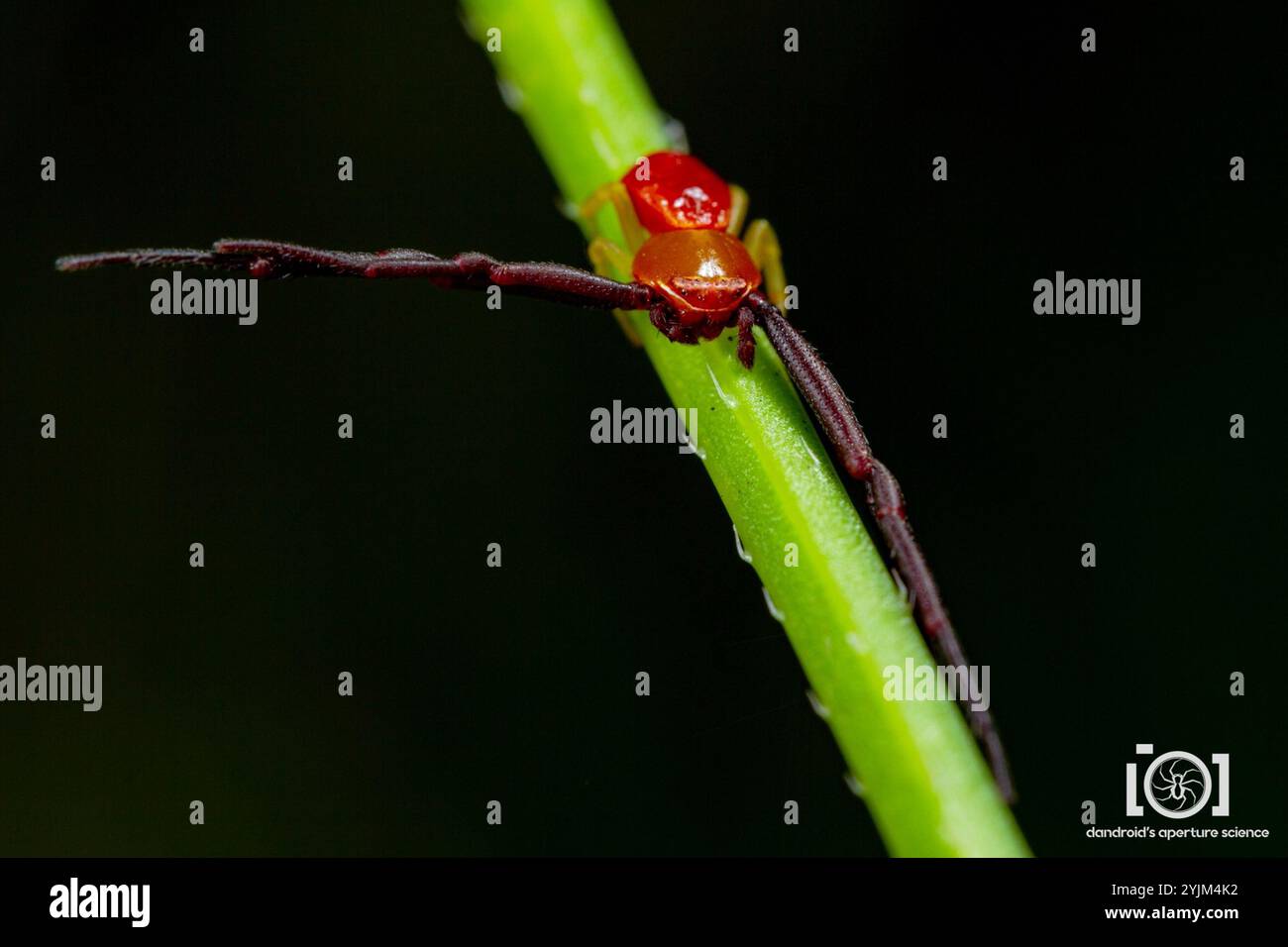 White-banded Crab Spider (Misumenoides formosipes Stock Photo - Alamy