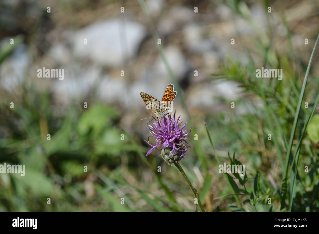 Knapweed Fritillary (Melitaea phoebe Stock Photo - Alamy