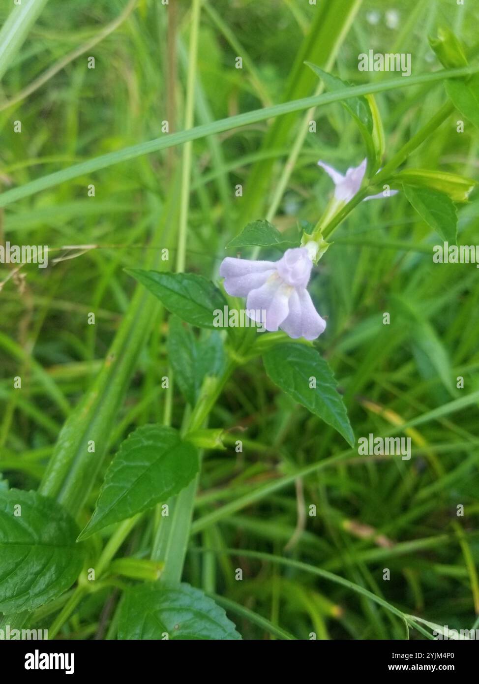 sharpwing monkeyflower (Mimulus alatus Stock Photo - Alamy