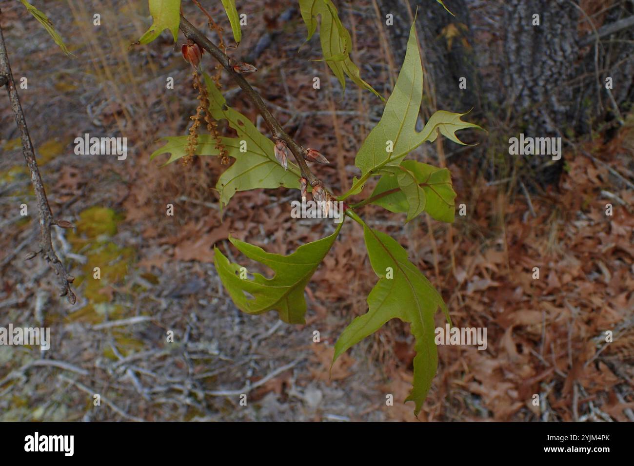 American turkey oak (Quercus laevis Stock Photo - Alamy