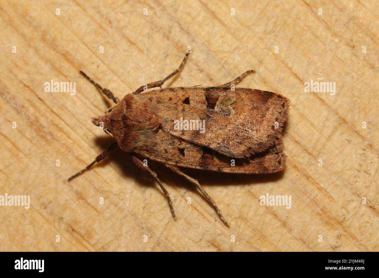 Diarsia mendica diarsia mendica hi-res stock photography and images - Alamy