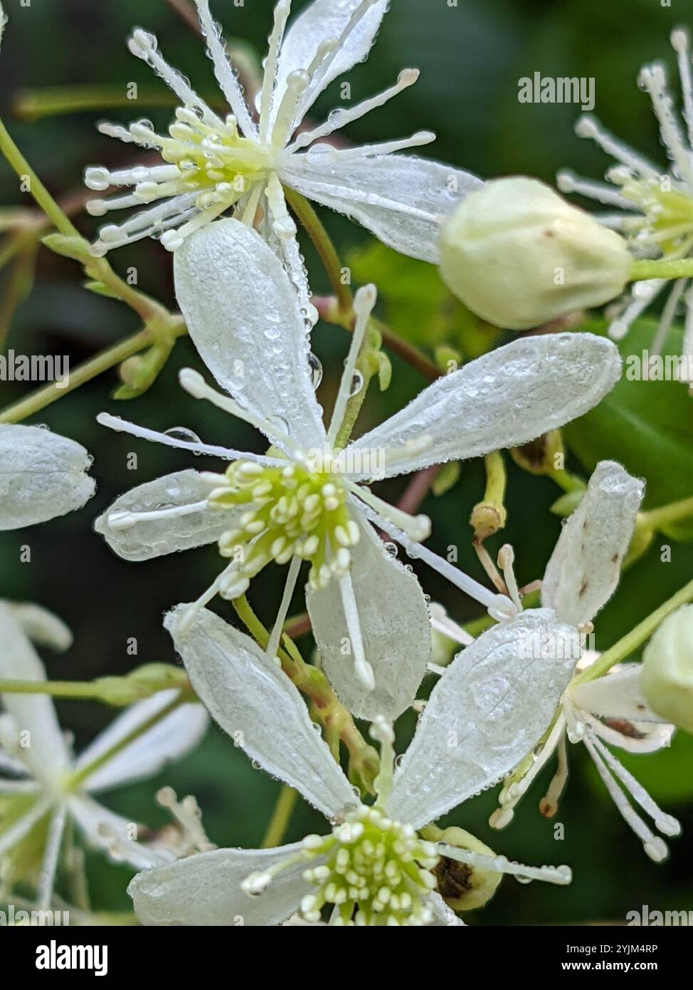 virgin's-bower (Clematis virginiana Stock Photo - Alamy
