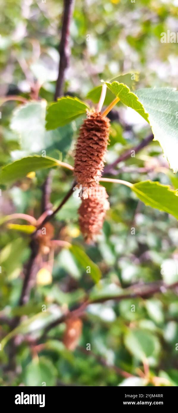 northern birch (Betula pubescens pumila Stock Photo - Alamy