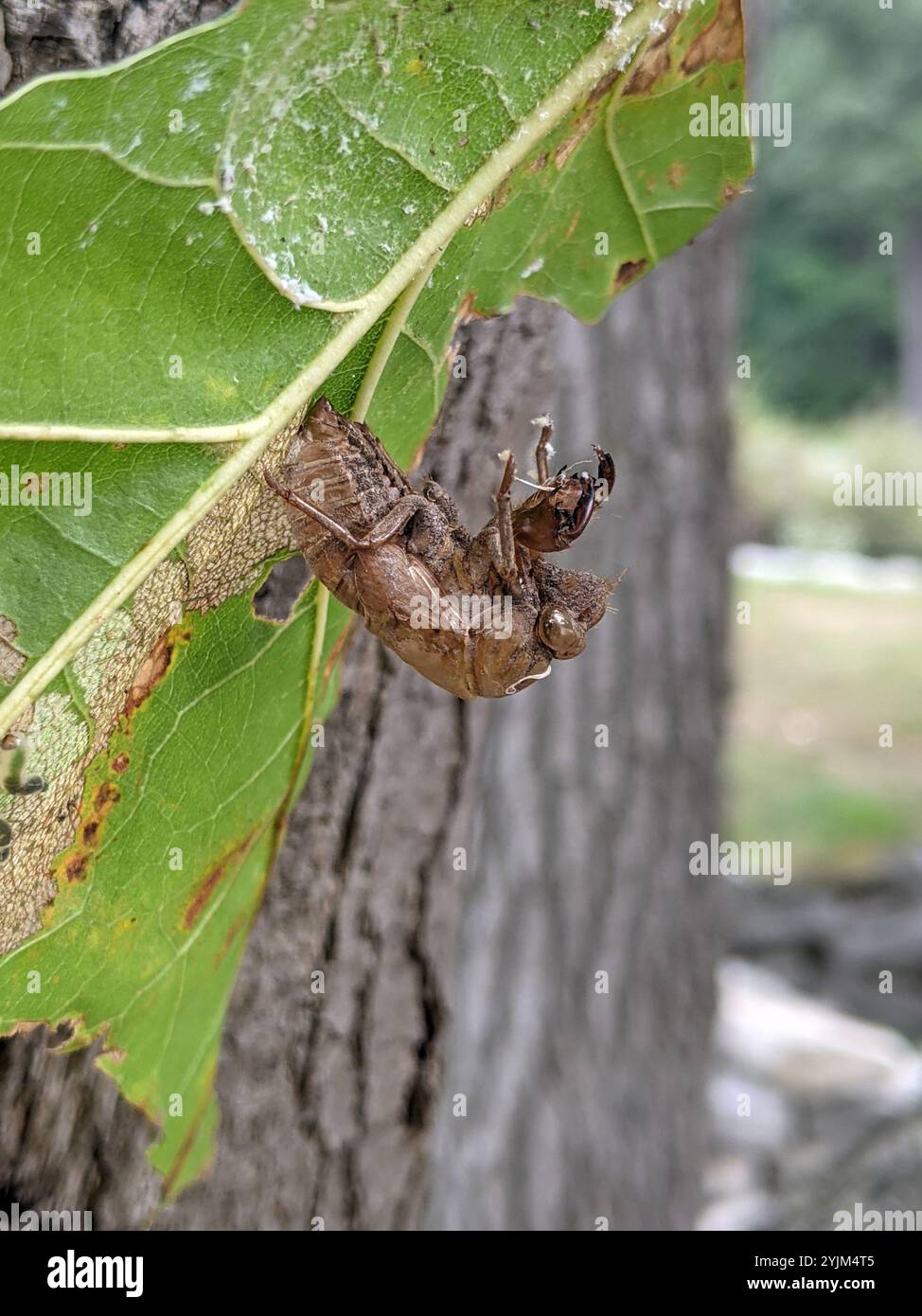 Typical cicadas hi-res stock photography and images - Alamy