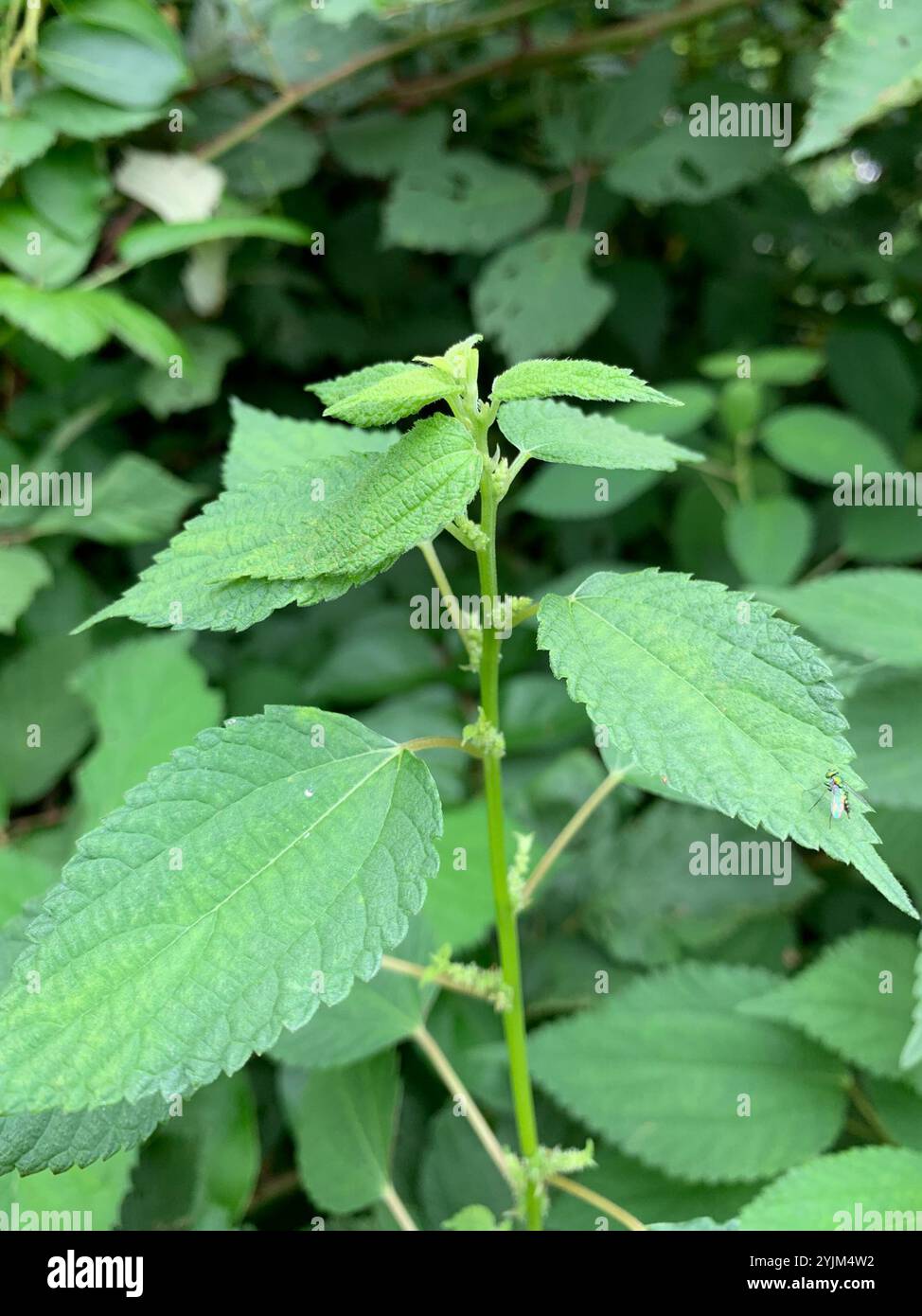 false nettle (Boehmeria cylindrica Stock Photo - Alamy