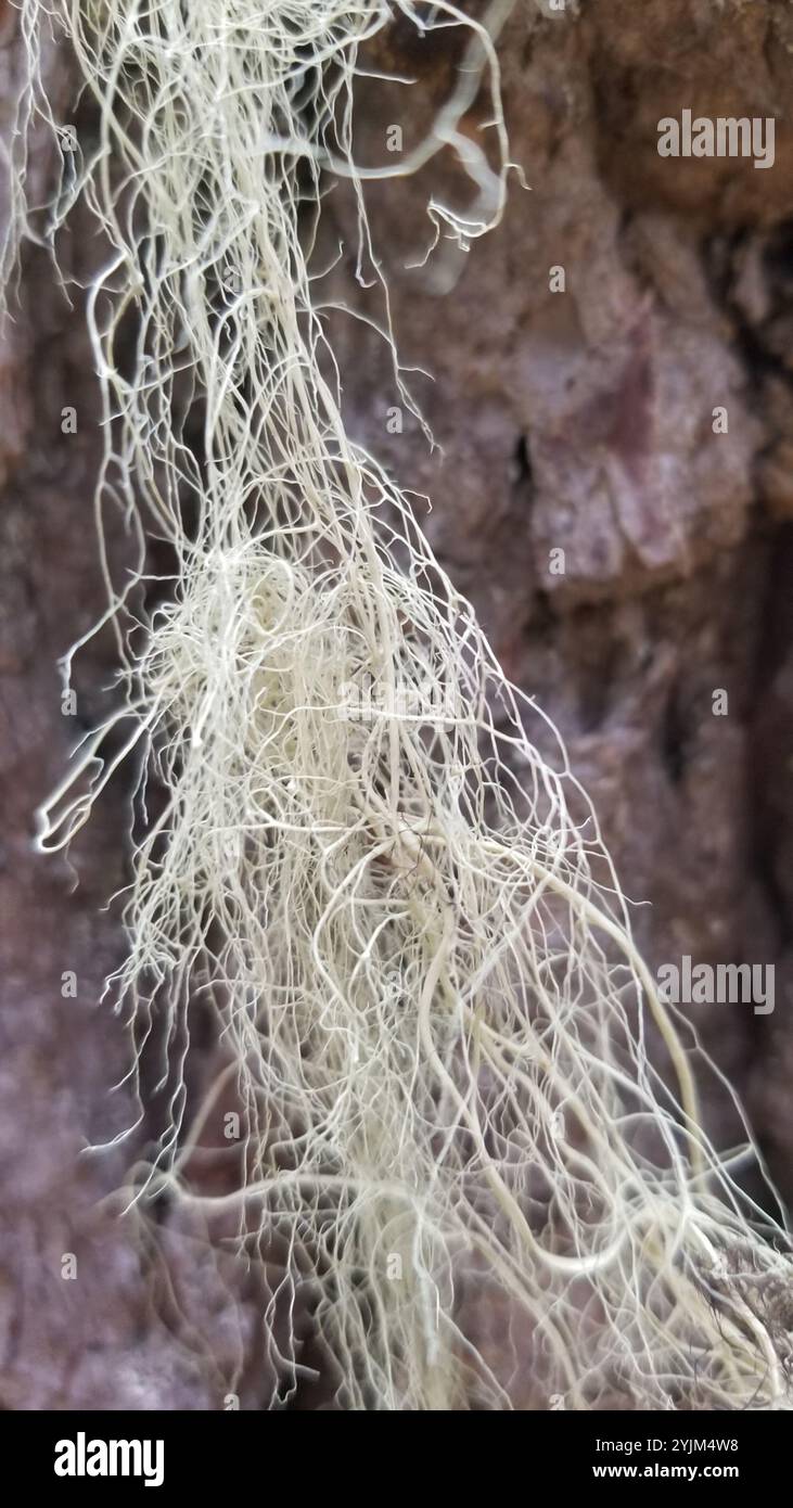 Witch's Hair (Alectoria sarmentosa Stock Photo - Alamy