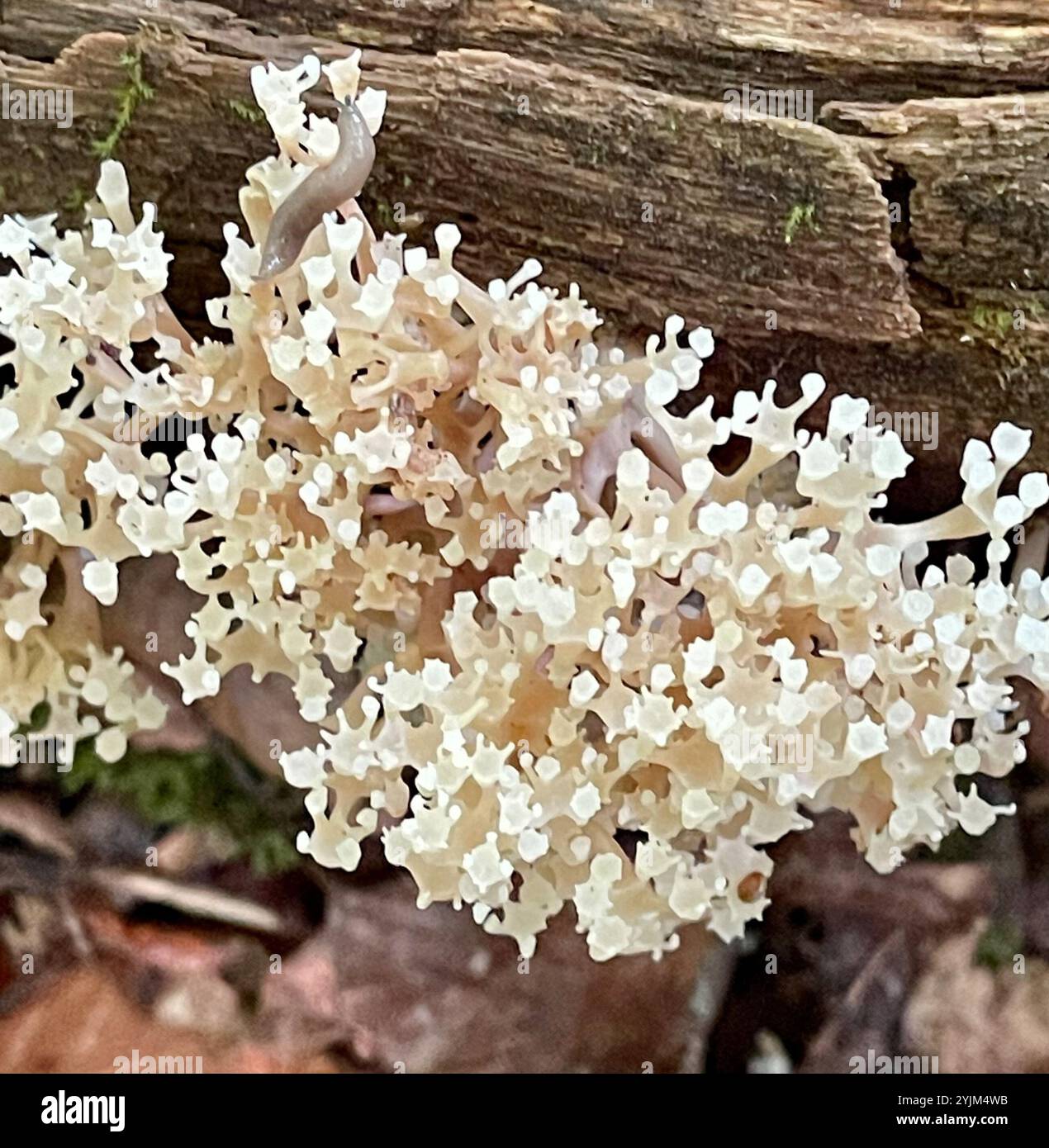crown-tipped coral fungus (Artomyces pyxidatus Stock Photo - Alamy