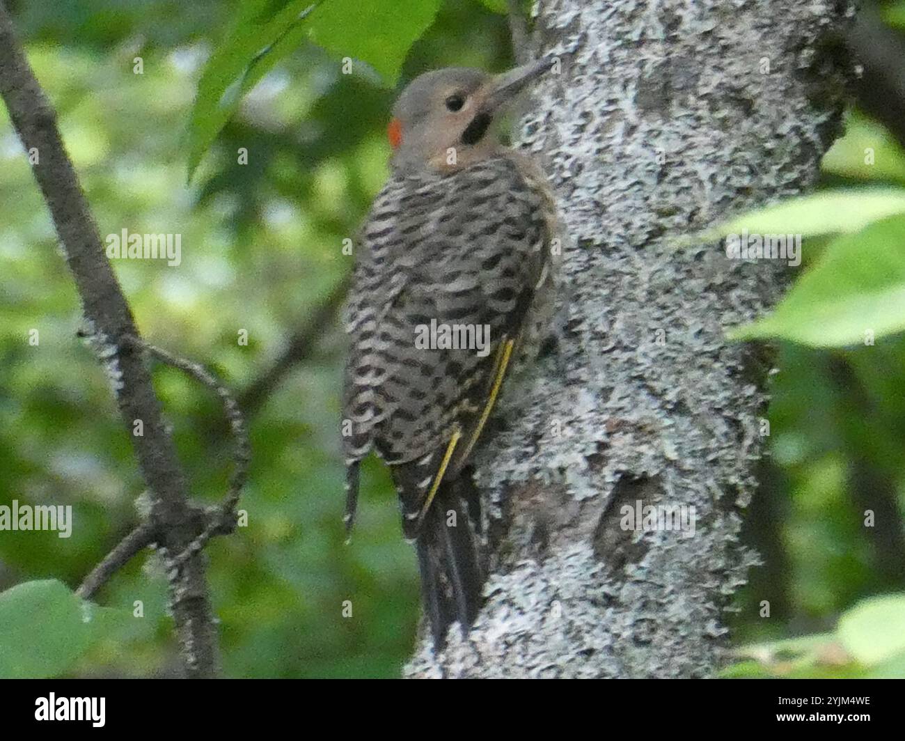 Northern Flicker (Colaptes auratus Stock Photo - Alamy