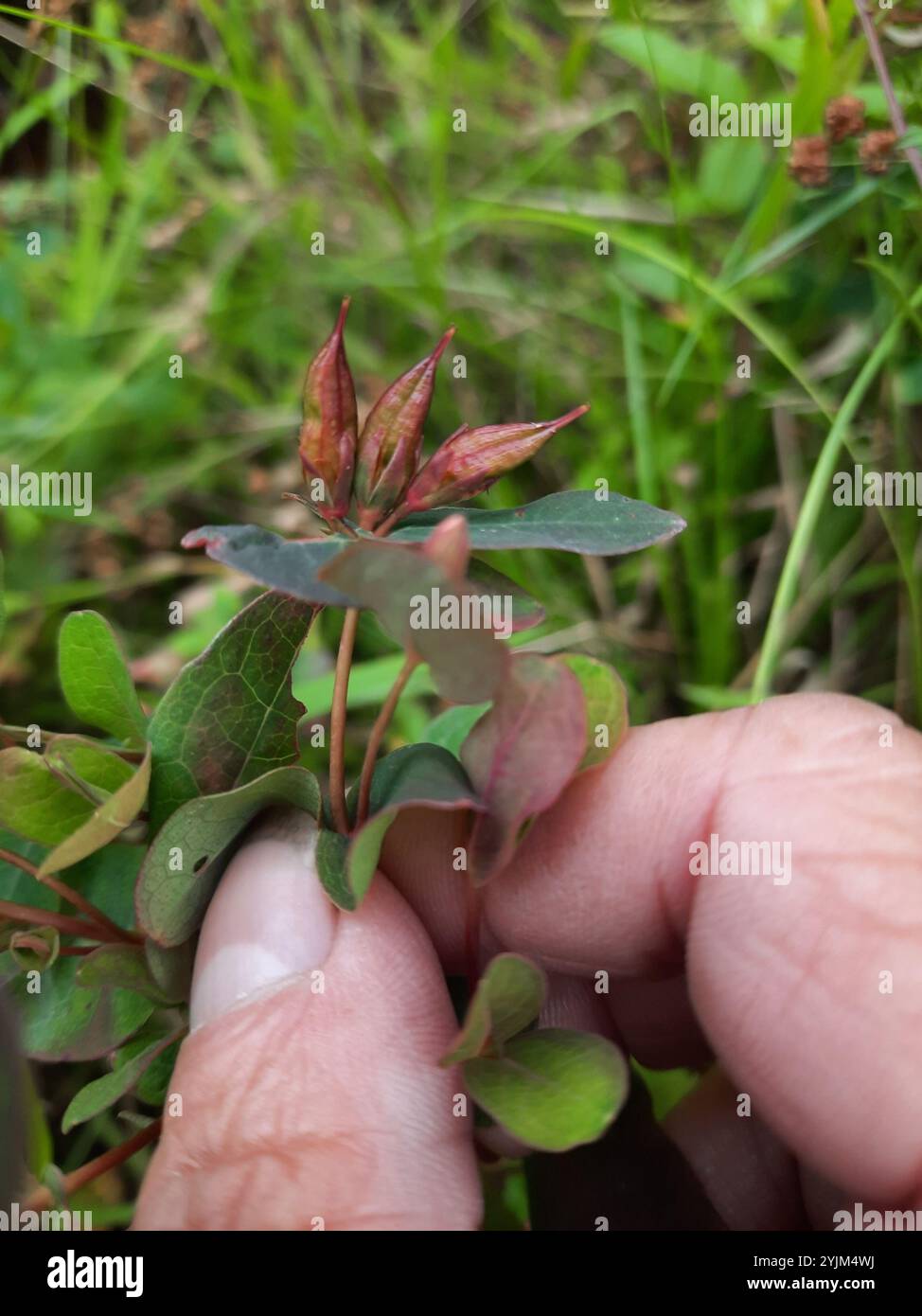 Virginia marsh St. John's-wort (Hypericum virginicum Stock Photo - Alamy