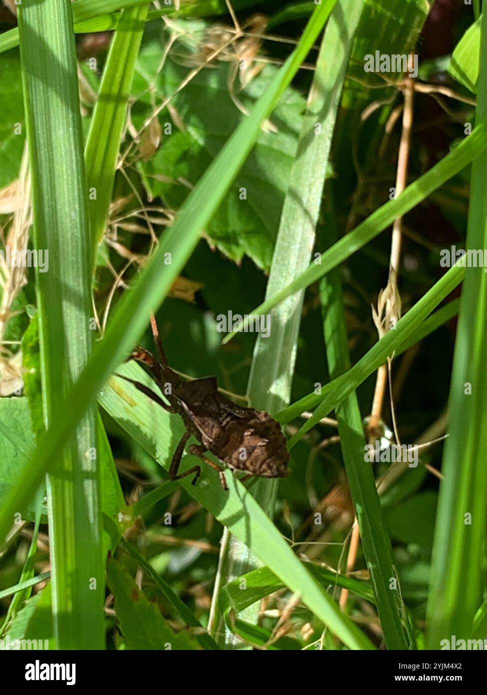 Dock Bug (Coreus marginatus Stock Photo - Alamy