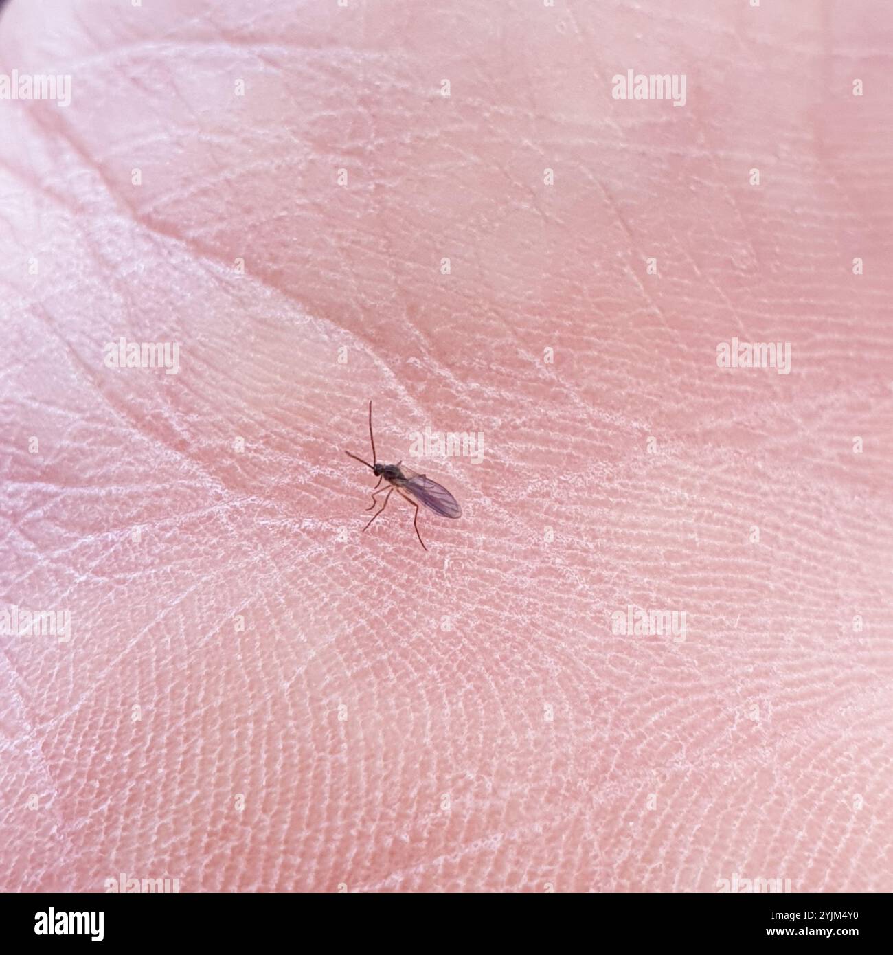 Fungus Gnats and Gall Midges (Sciaroidea Stock Photo - Alamy