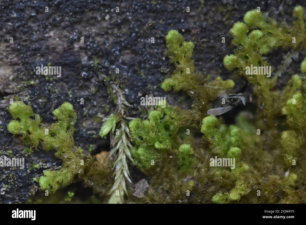 Tree Fringewort (Ptilidium pulcherrimum Stock Photo - Alamy