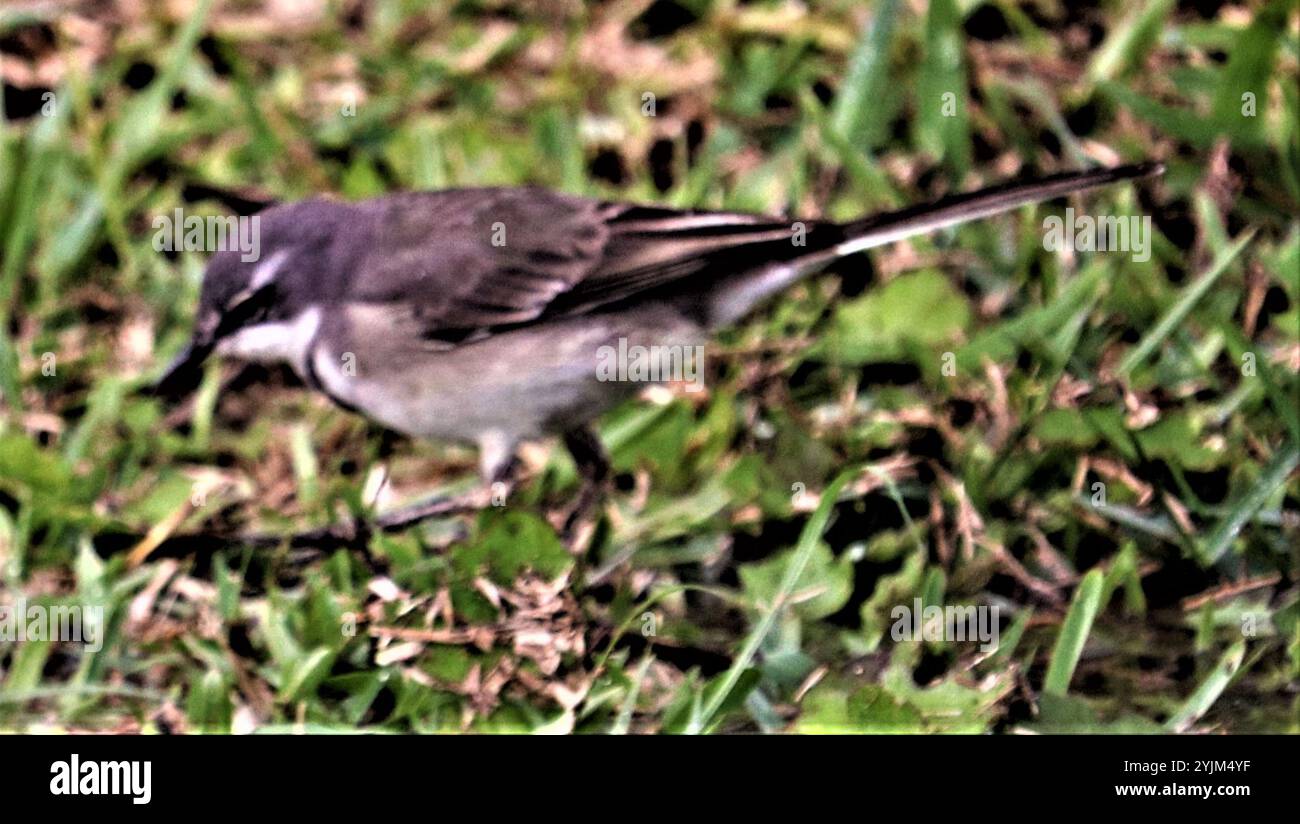 Cape Wagtail (Motacilla capensis Stock Photo - Alamy