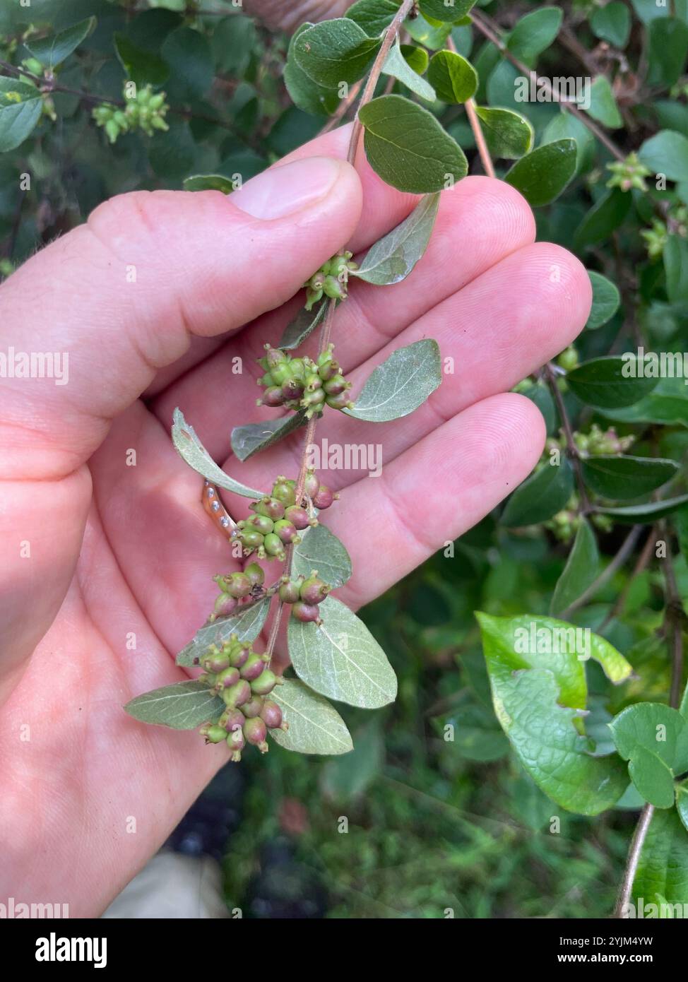 coralberry (Symphoricarpos orbiculatus Stock Photo - Alamy