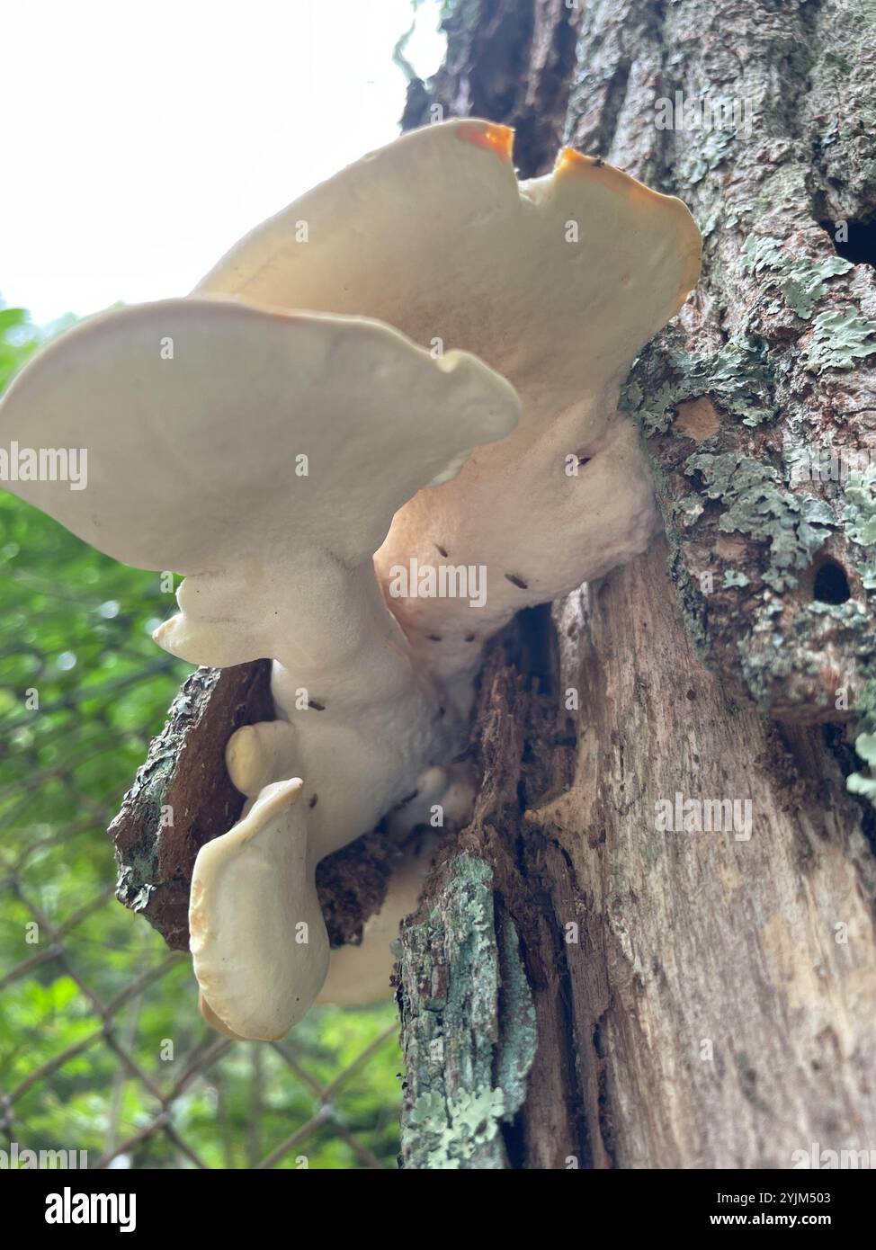 aspen oyster mushroom (Pleurotus populinus Stock Photo - Alamy