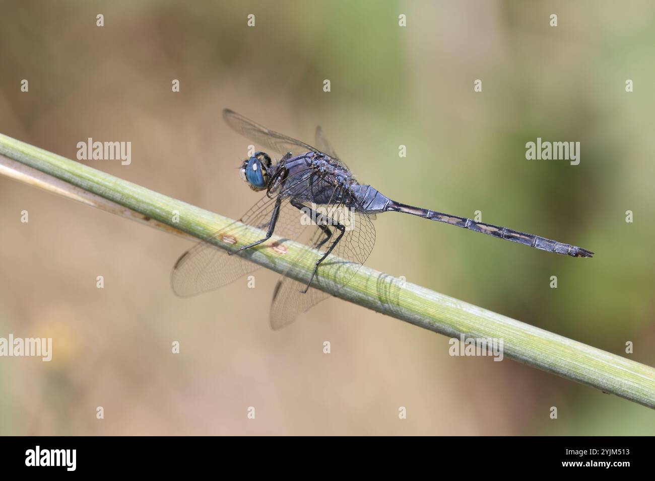 African dragonfly hi-res stock photography and images - Alamy